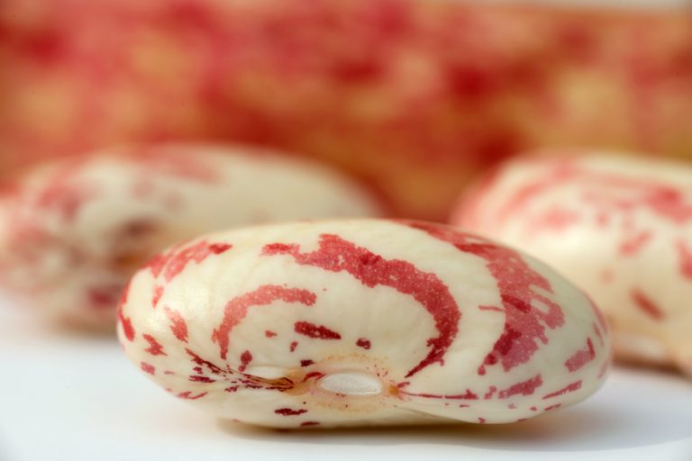 How to Cook: Cranberry Beans - Around My Family Table